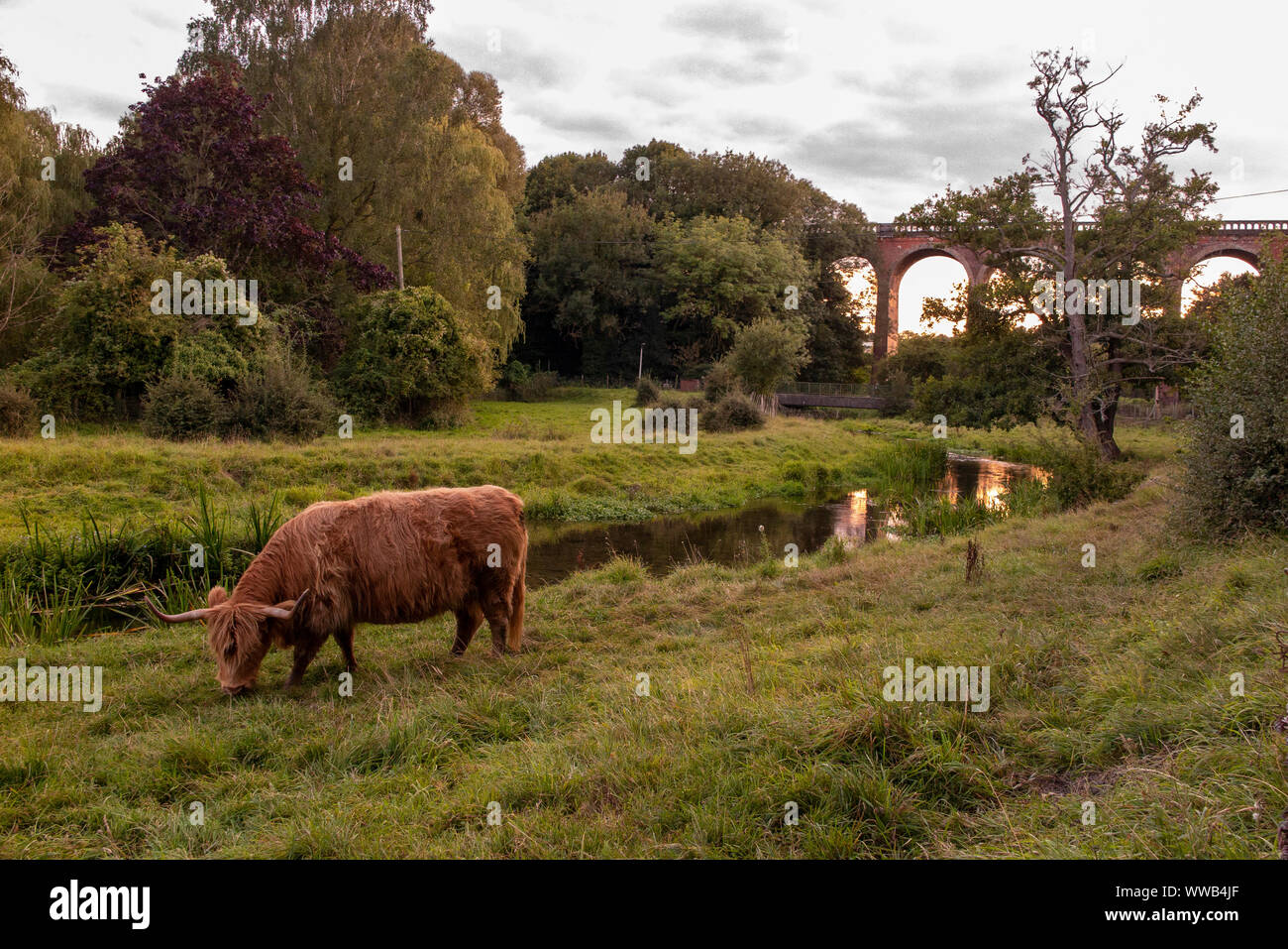 Cows grazing in rural Kent with a train line viaduct over the River ...