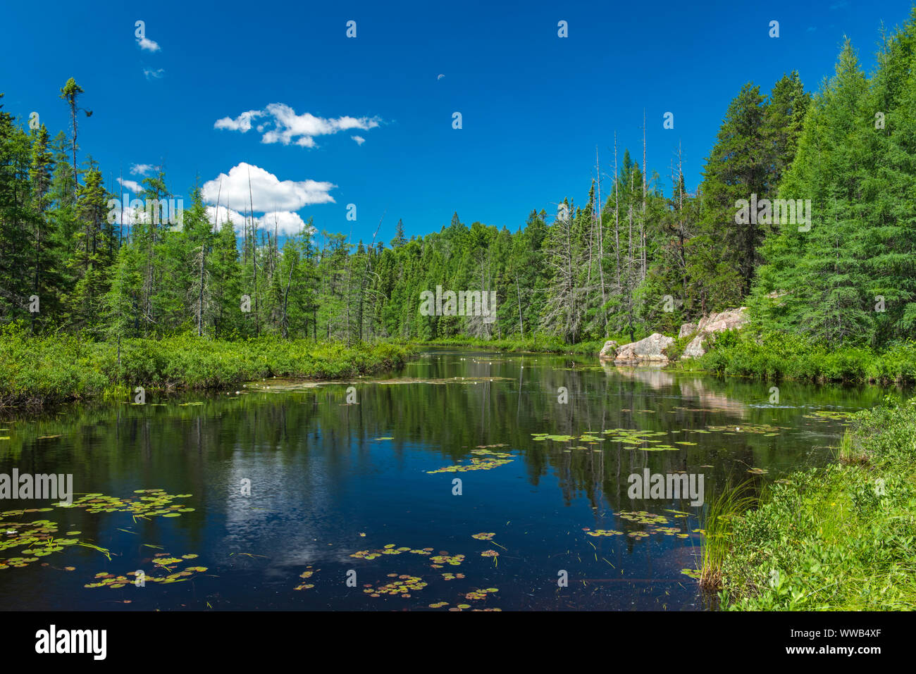 Boreal landscape in summer- Reflections in Centre Creek, Cartier ...