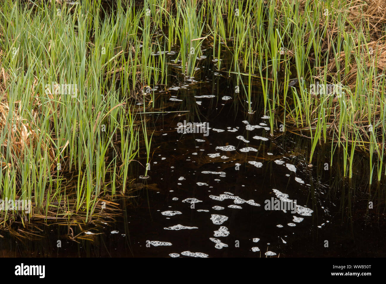 Foam patterns in a small creek, Greater Sudbury, Ontario, Canada Stock ...