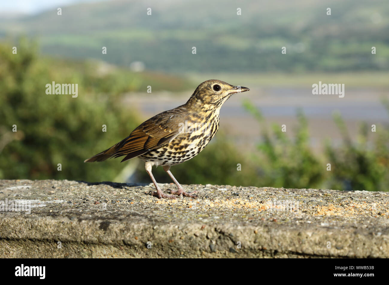 Thrush in North Wales, UK Stock Photo - Alamy