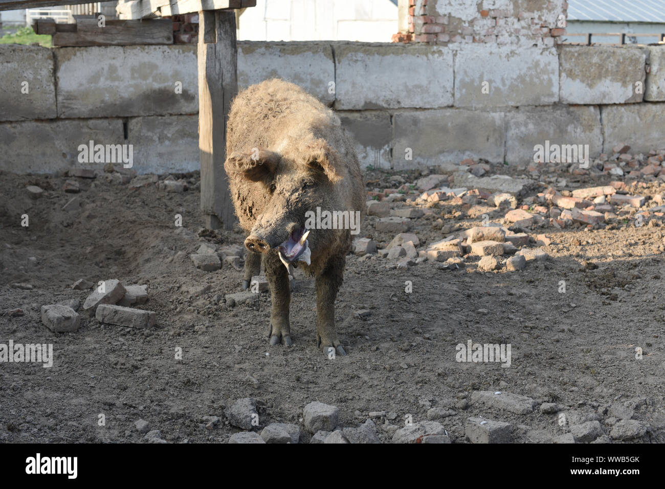 Happy pig rolling in mud.Mangalitsa The Woolly Sheep-Pig, healthy ...
