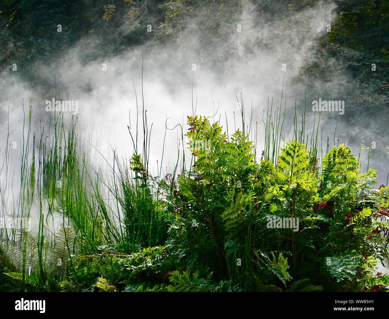 Steam, mist, backlit and rising behind ferns for an atmospheric view ...