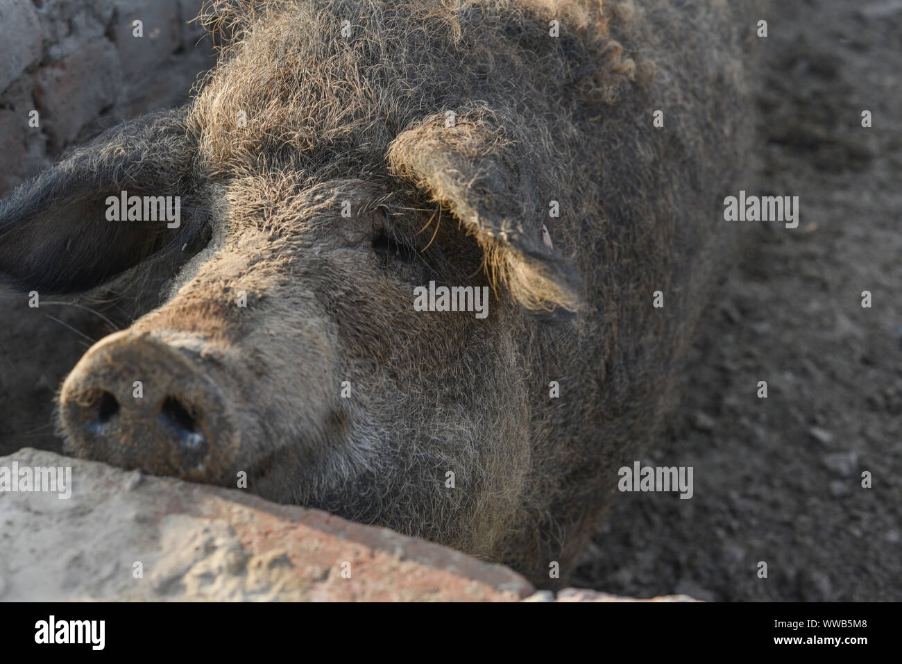 Happy pig rolling in mud.Mangalitsa The Woolly Sheep-Pig, healthy ...