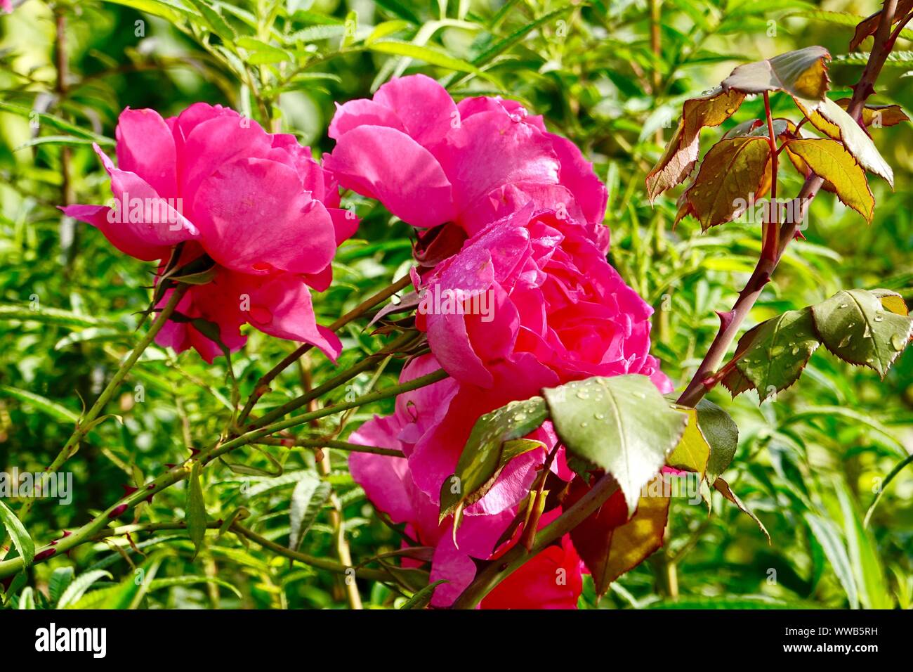 Rosa Pink Cloud, Parc Floral de Paris, France Stock Photo - Alamy