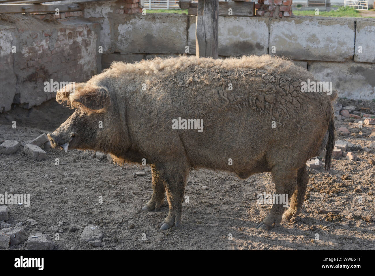 Happy pig rolling in mud.Mangalitsa The Woolly Sheep-Pig, healthy ...