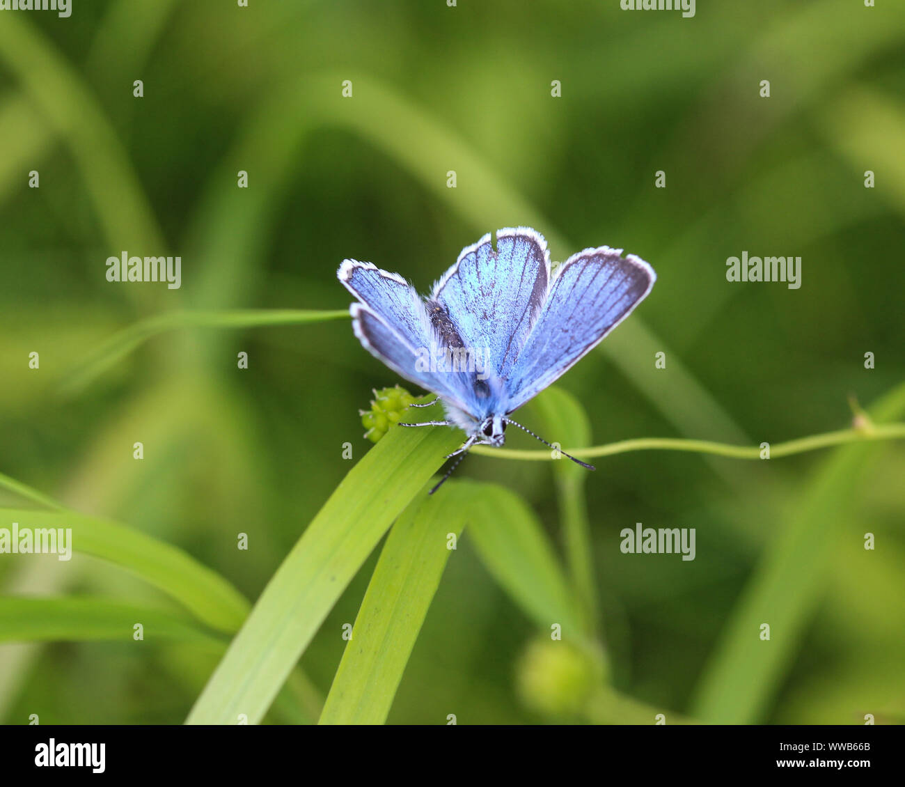 Close up of Polyommatus dorylas, the turquoise blue butterfly of the ...