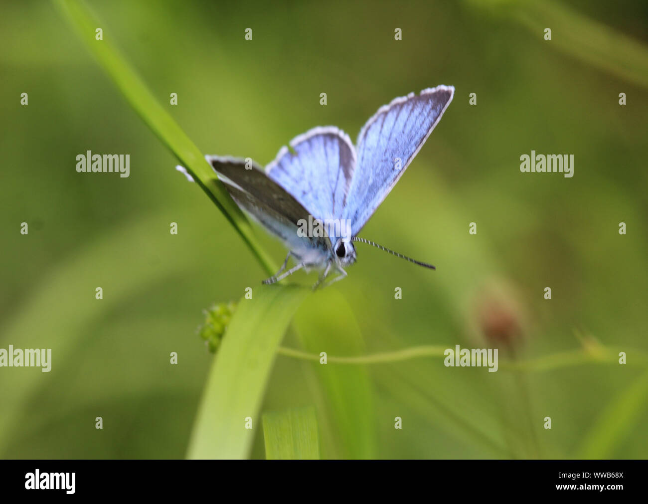 Close up of Polyommatus dorylas, the turquoise blue butterfly of the ...