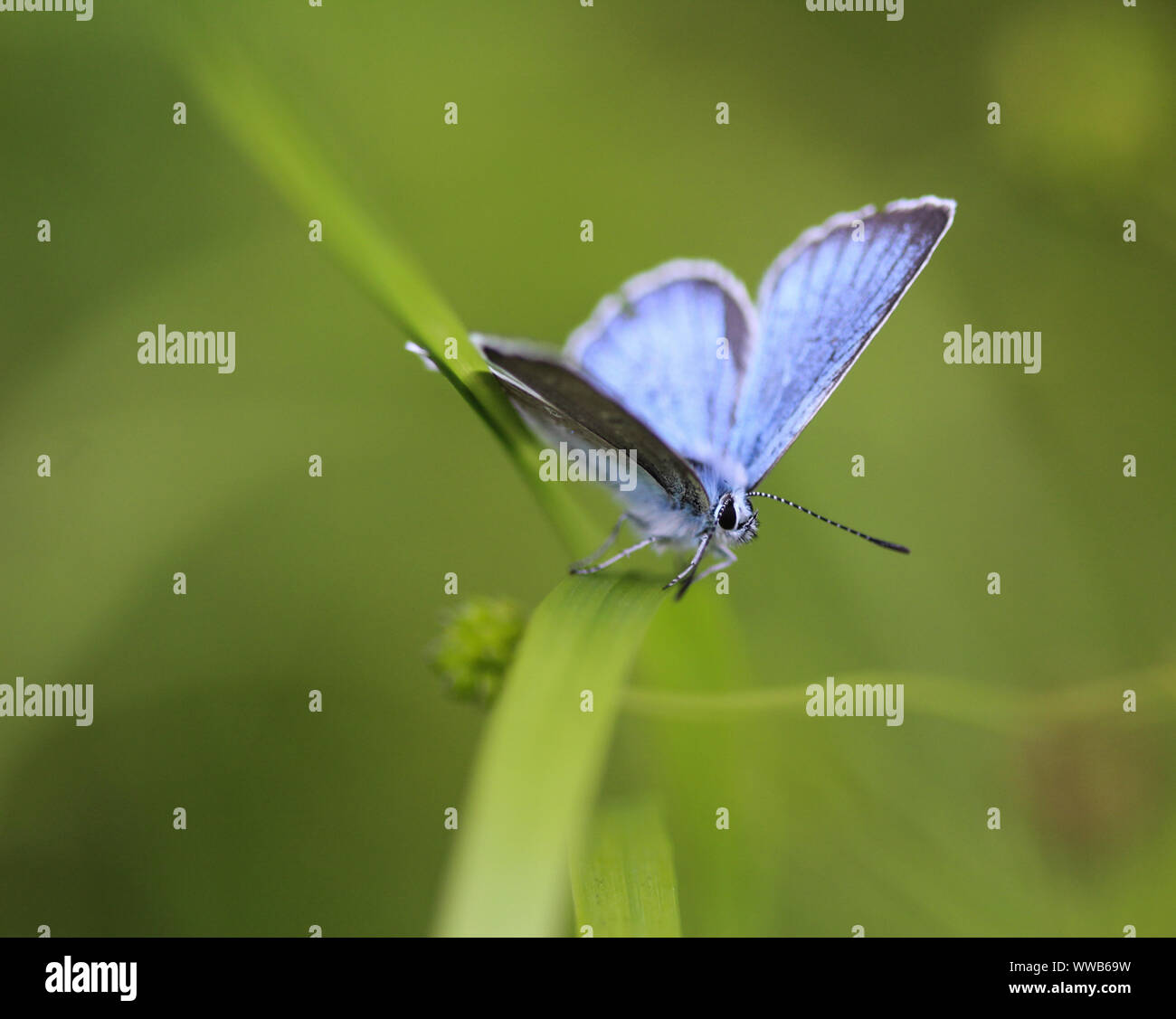 Close up of Polyommatus dorylas, the turquoise blue butterfly of the ...