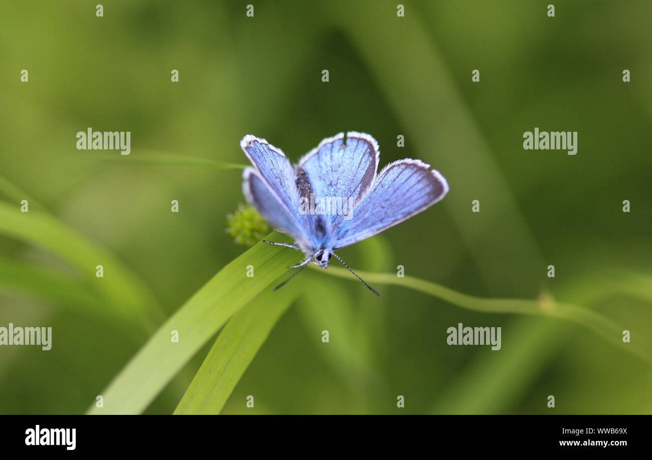 Close up of Polyommatus dorylas, the turquoise blue butterfly of the ...