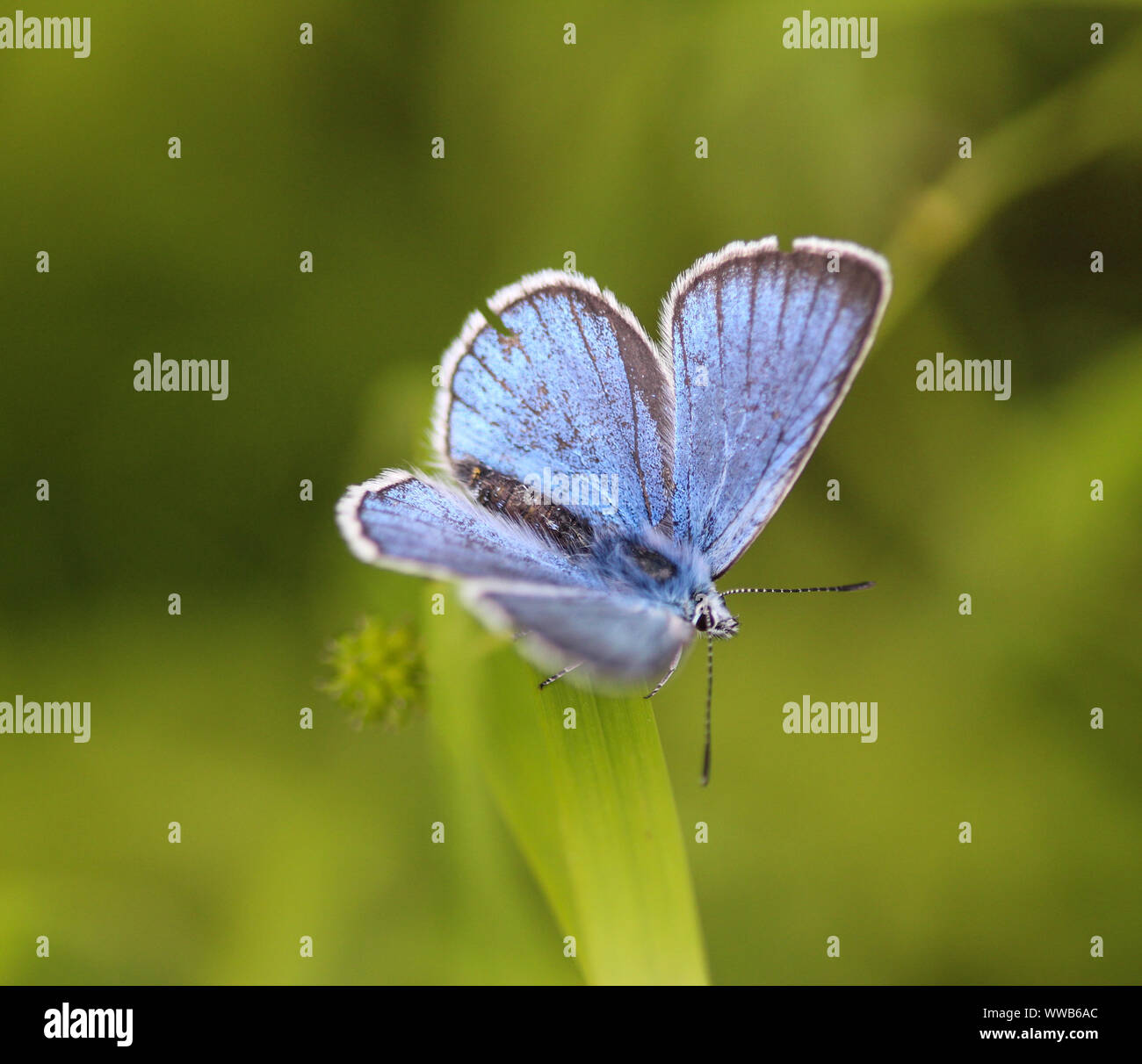 Close up of Polyommatus dorylas, the turquoise blue butterfly of the ...