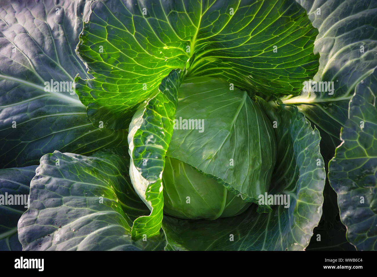 Big cabbage vegetables in field hi-res stock photography and images - Alamy
