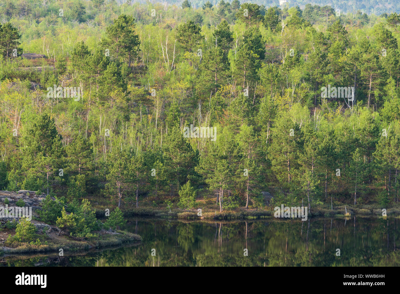 A mixed forest in spring, Greater Sudbury, Ontario, Canada Stock Photo ...