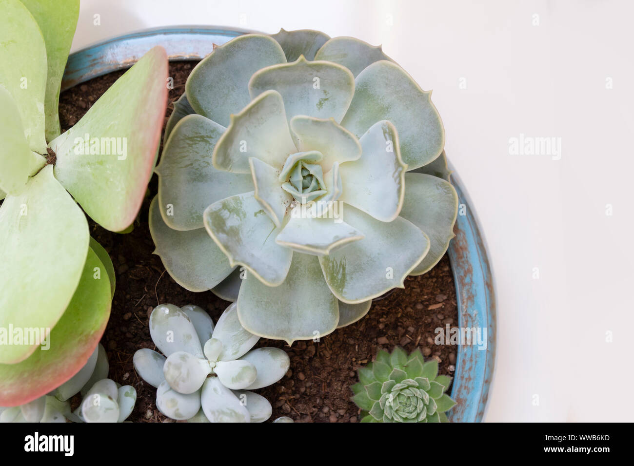 echeveria pollux succulent plant closeup Stock Photo - Alamy