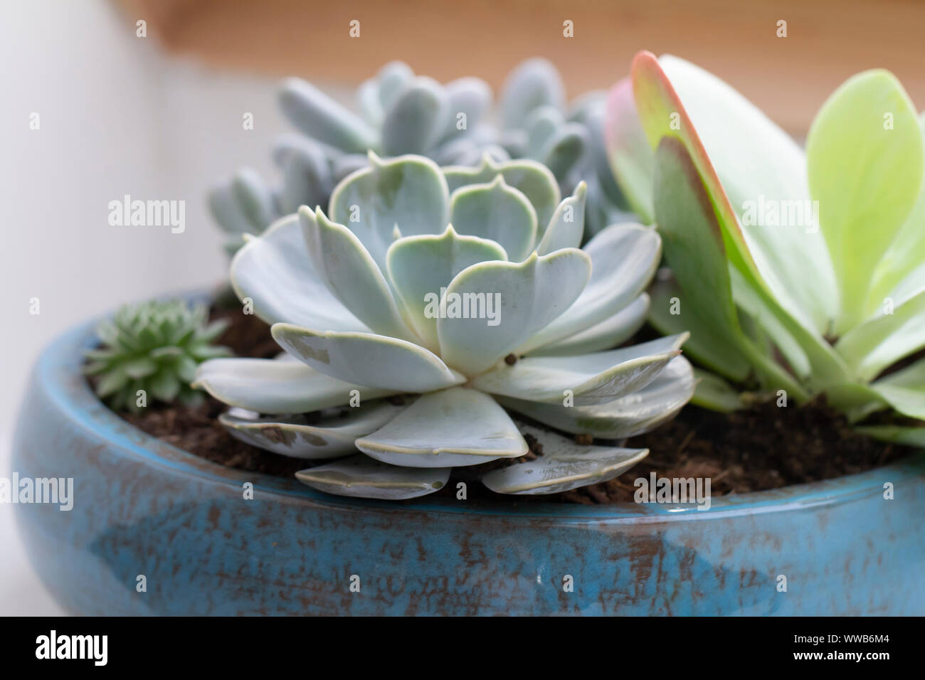 Succulent plant hi-res stock photography and images - Alamy