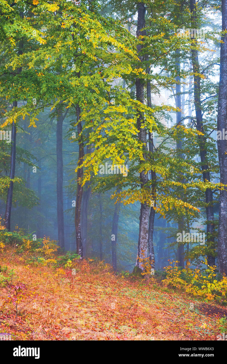 beautiful forest scenery in foggy weather. foliage on trees in amazing ...