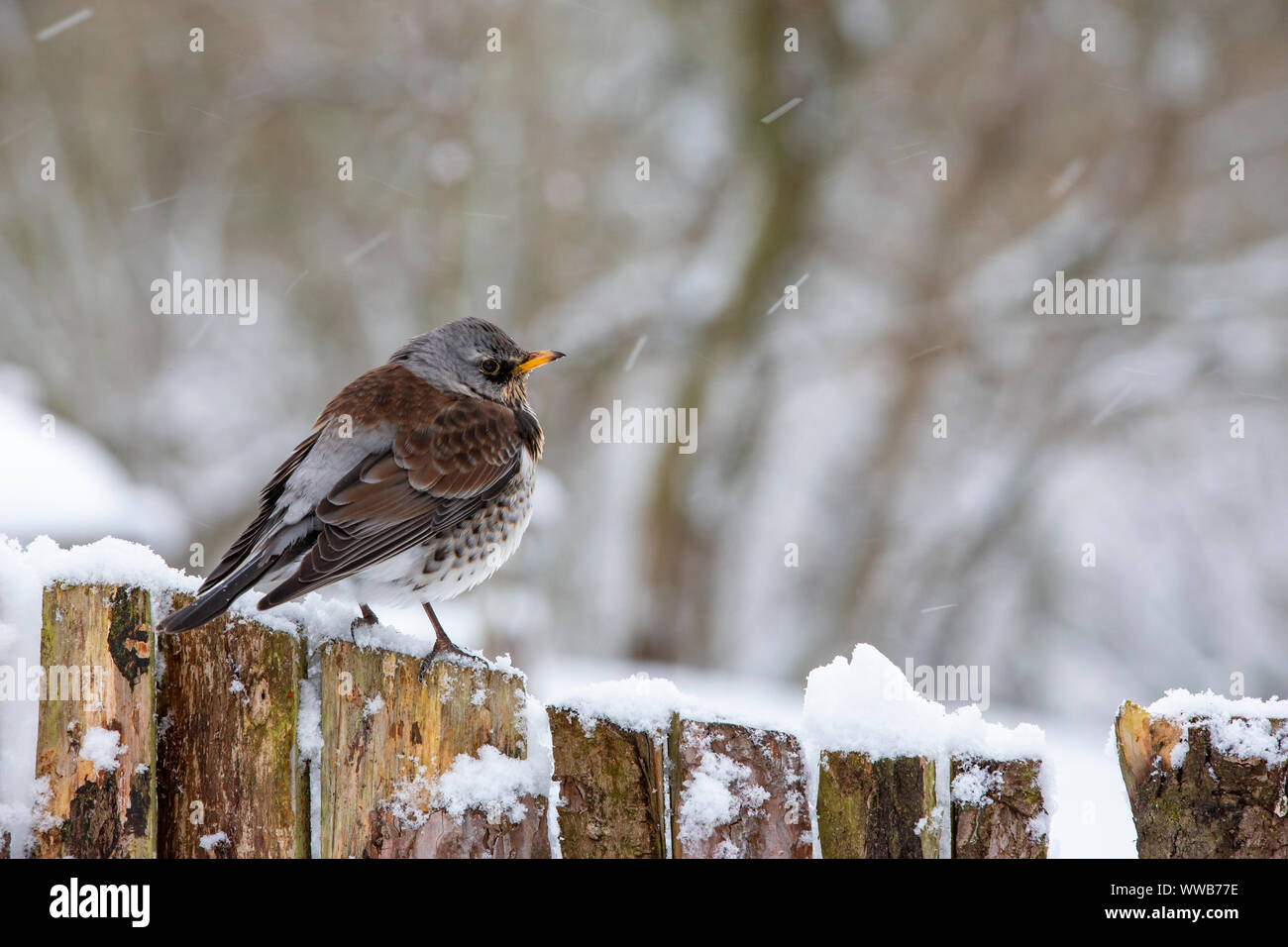 Snow covered rustic fence hi-res stock photography and images - Alamy