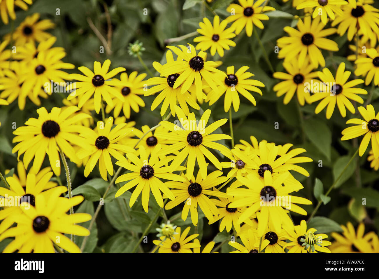 Yellow flowers, detail of a natural garden, nature Stock Photo - Alamy