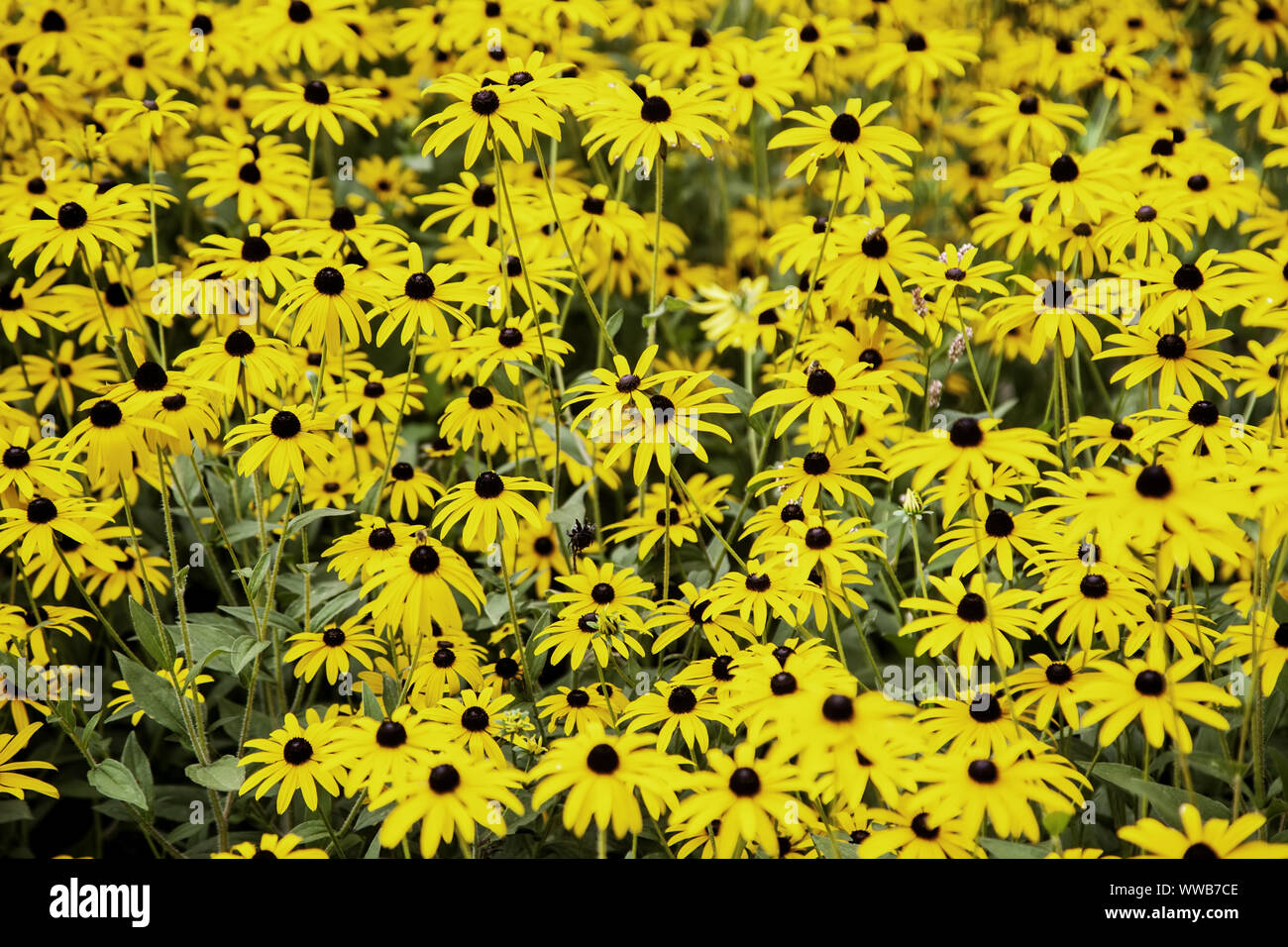 Yellow flowers, detail of a natural garden, nature Stock Photo - Alamy