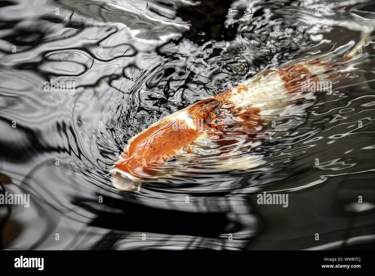 Colorful Japanese fish, detail of oriental fish, relaxation and animals ...