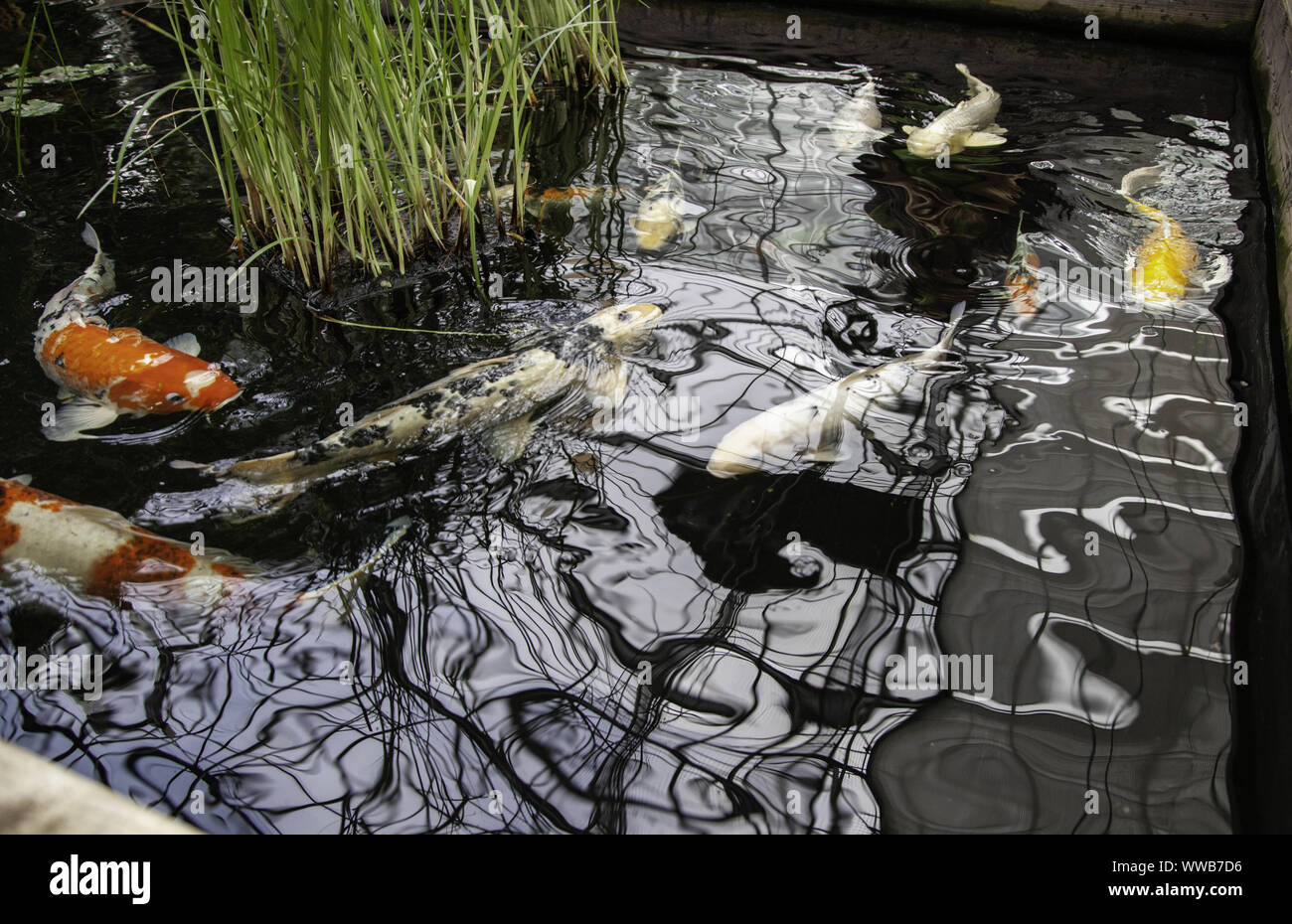 Colorful Japanese fish, detail of oriental fish, relaxation and animals ...