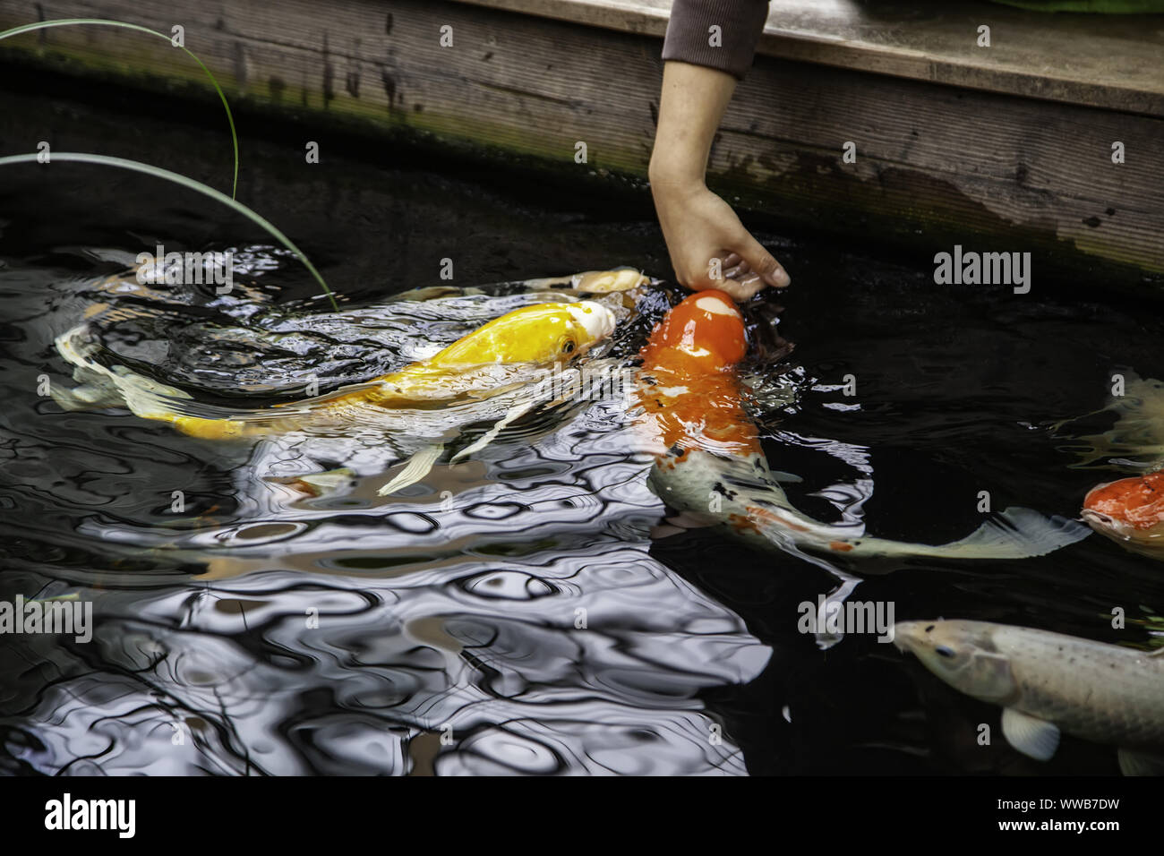 Colorful Japanese fish, detail of oriental fish, relaxation and animals ...