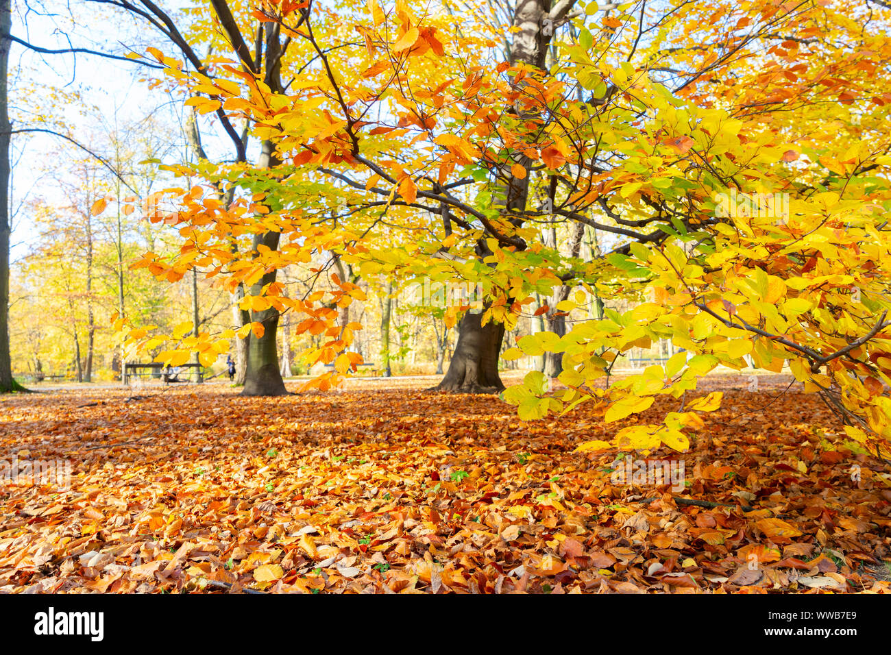 Vibrant fall foliage Stock Photo - Alamy