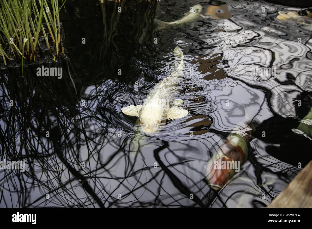 Colorful Japanese fish, detail of oriental fish, relaxation and animals ...