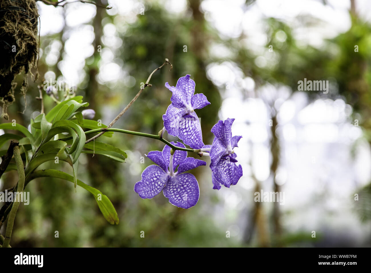 Orchid in the forest, exotic flower detail, nature Stock Photo - Alamy