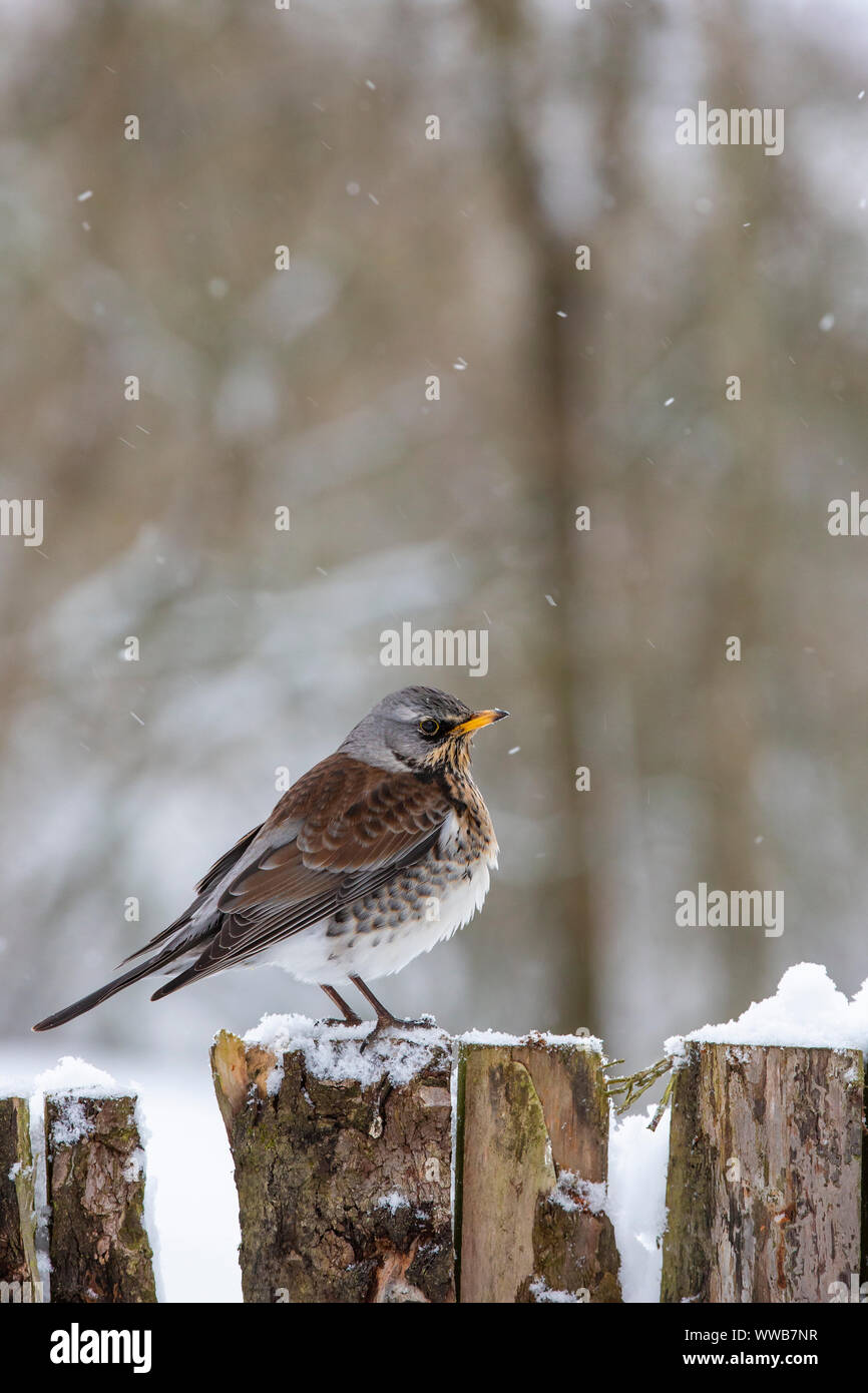 Snow covered rustic fence hi-res stock photography and images - Alamy
