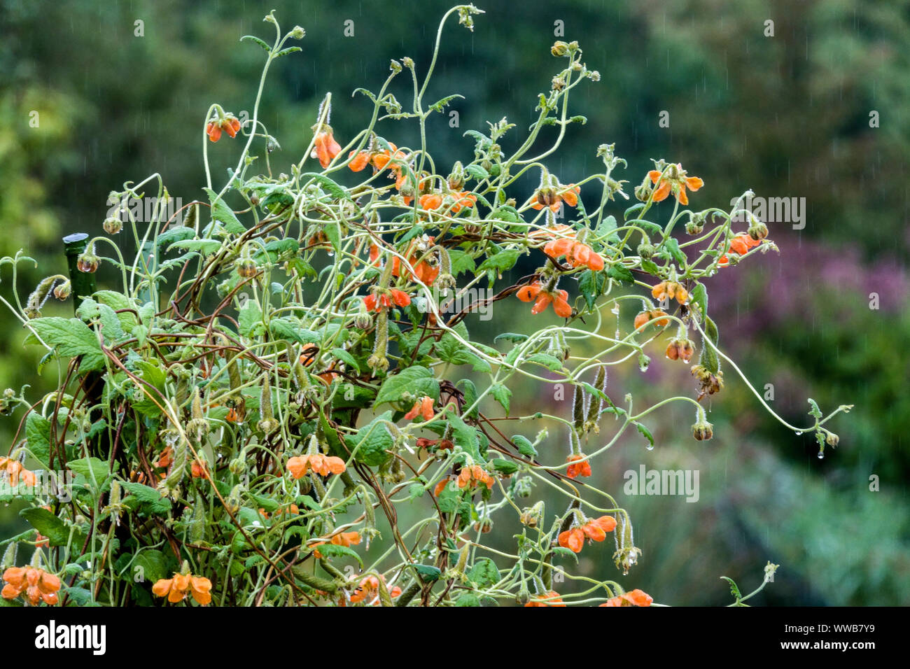 Caiophora lateritia hi-res stock photography and images - Alamy