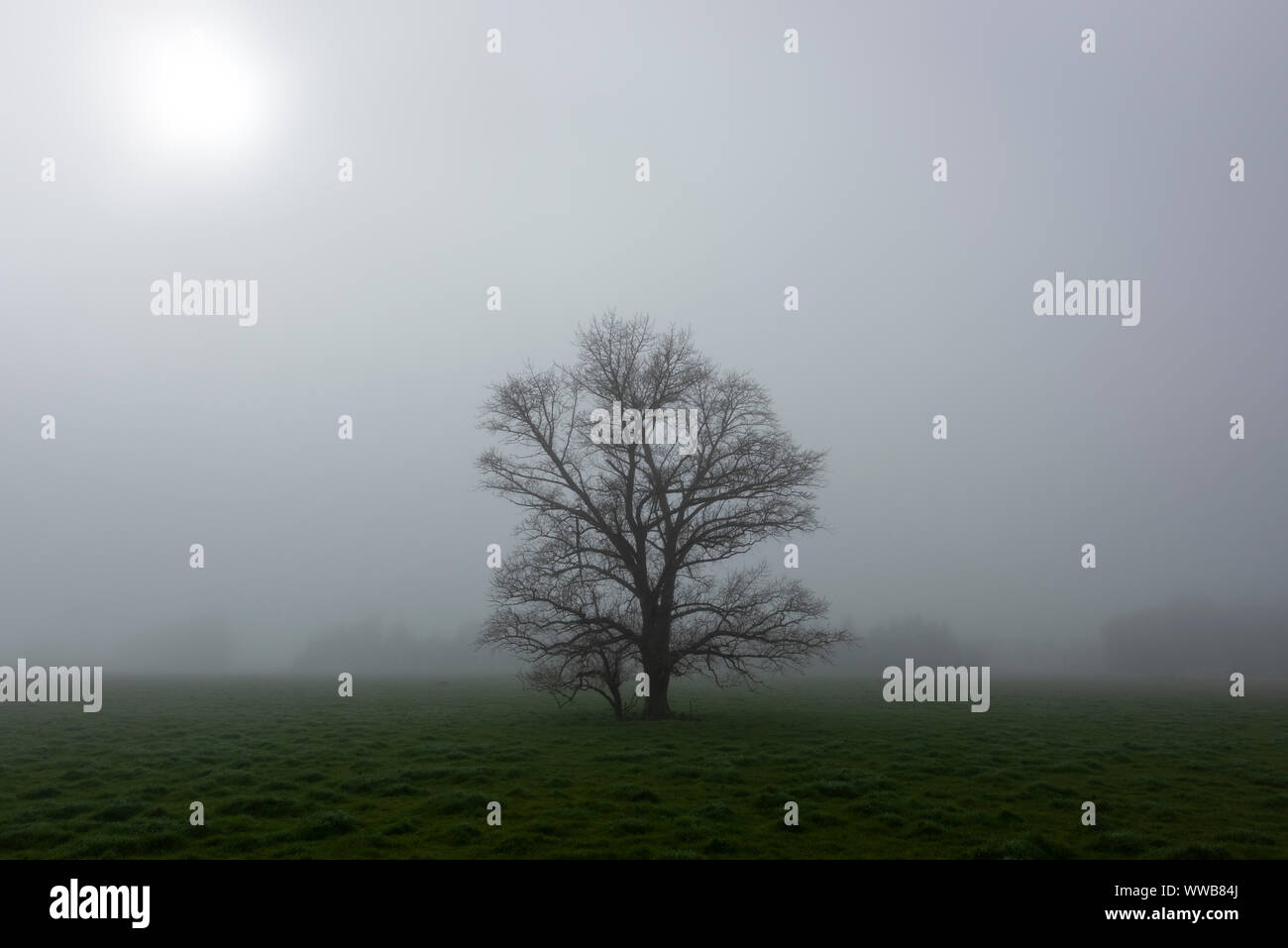 Large tree and small tree alone in a field shrouded in fog Stock Photo ...