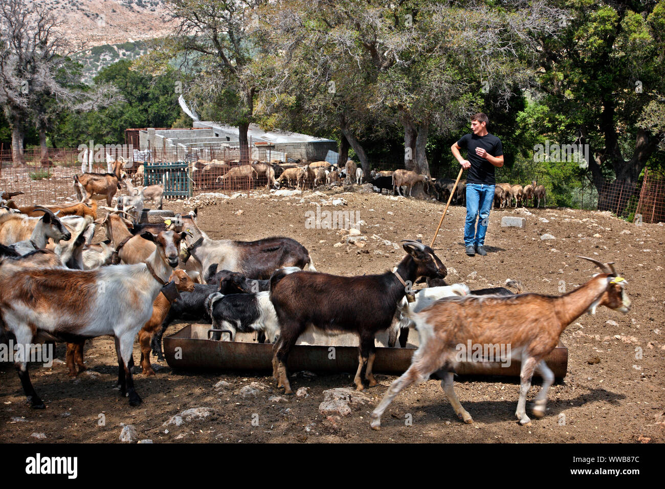 Greek shepherd hi-res stock photography and images - Alamy