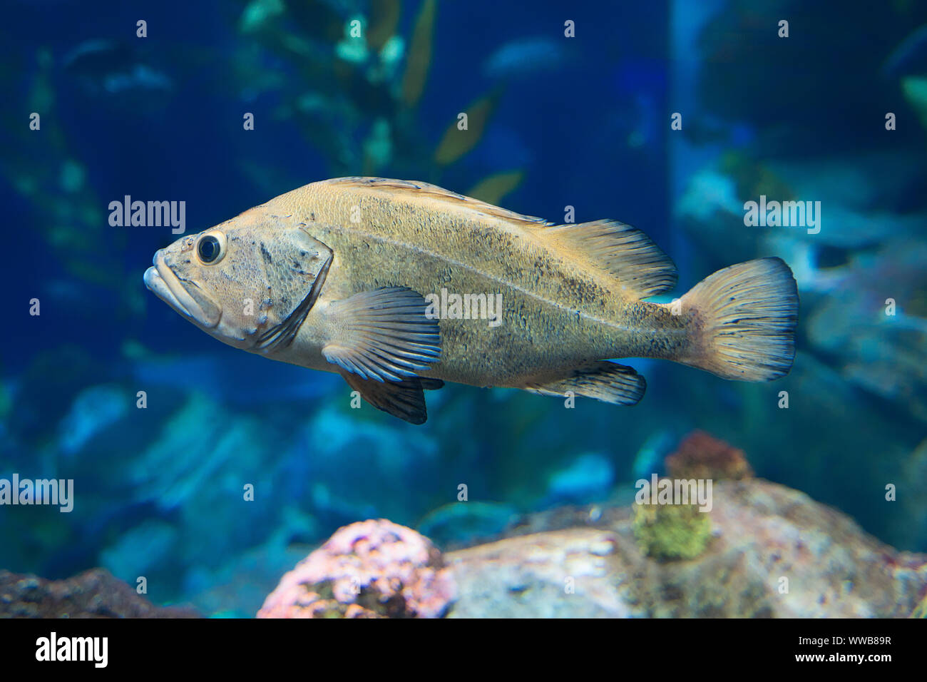 Rockfish, Sebastidae, Sebastes, Fish, Ripley's Aquarium of Canada ...