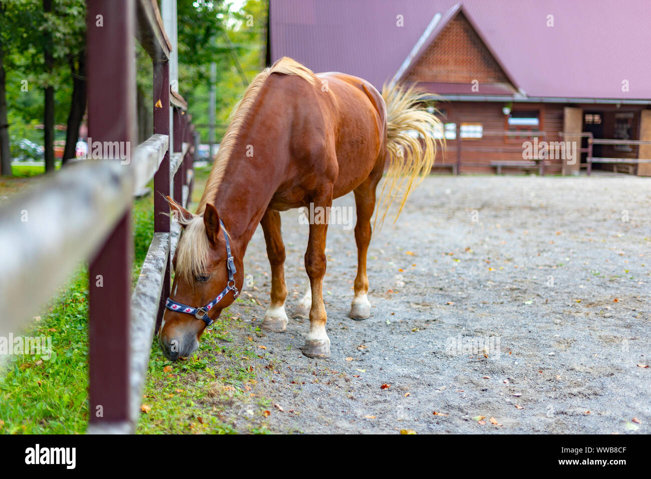Beautiful brown horse Stock Photo - Alamy Beautiful brown horse Stock Photo - Alamy