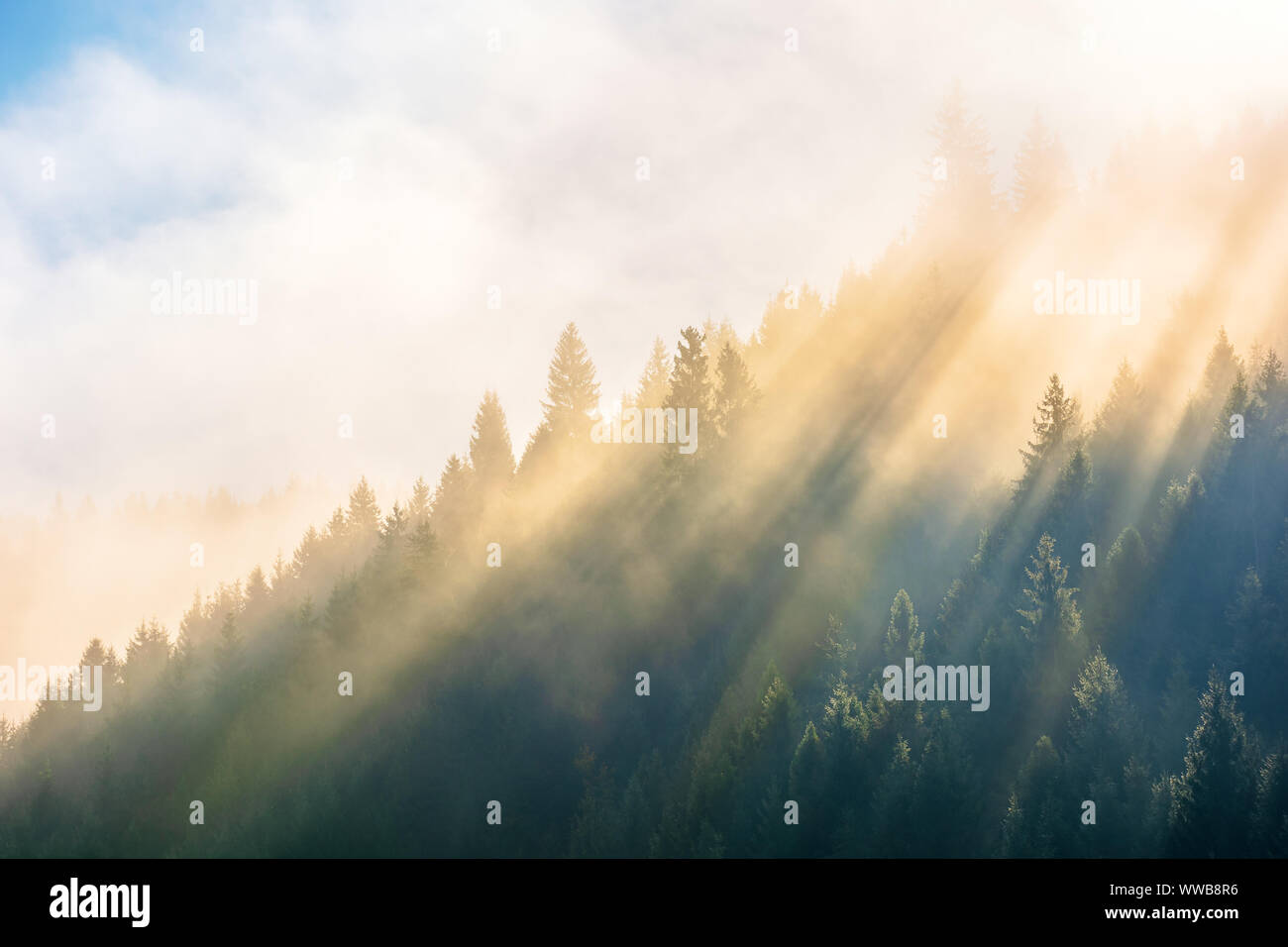 sun light through fog and clouds above the forest. spruce trees on the ...