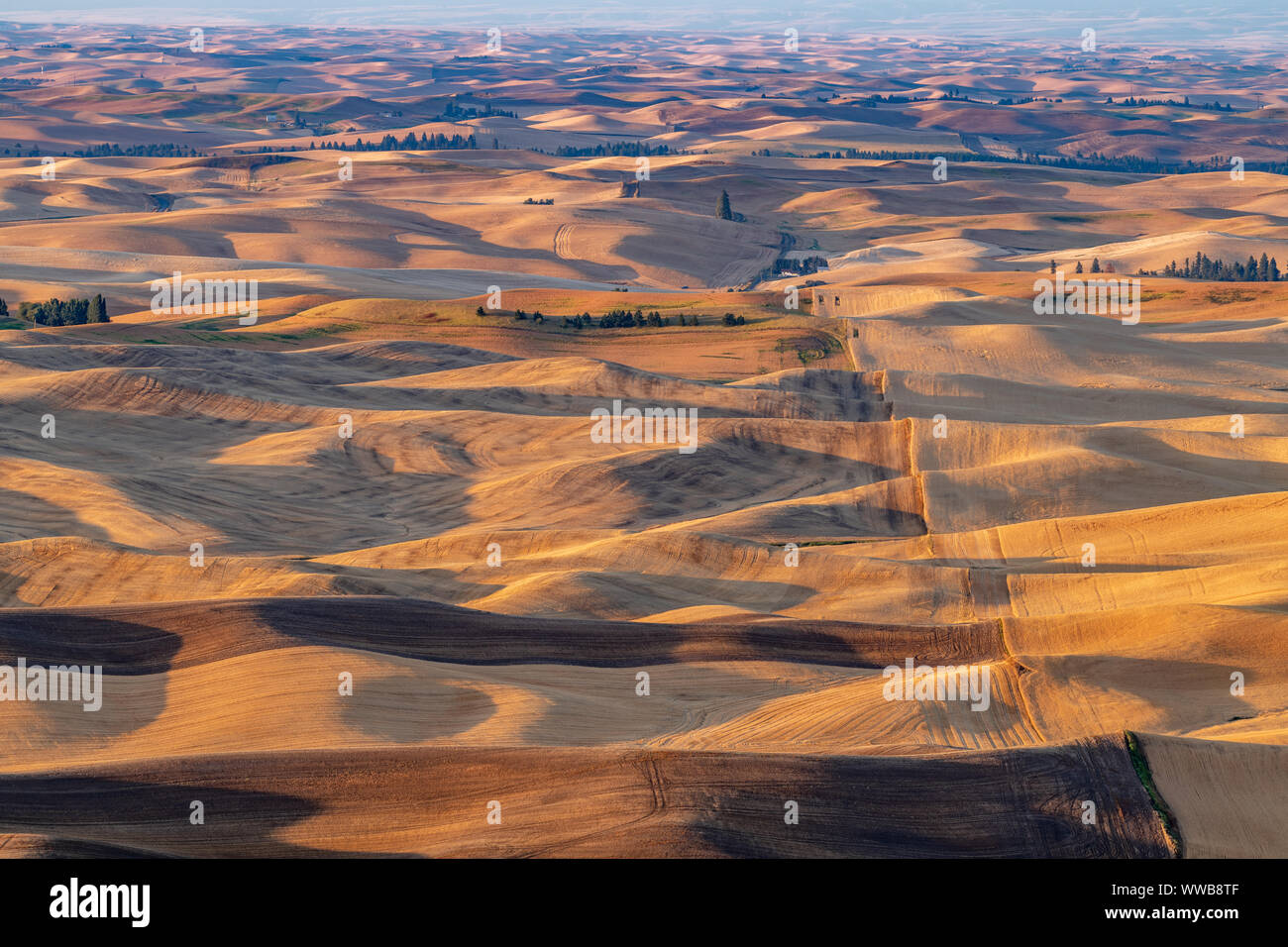 Palouse wheat fields at sunrise during harvest season Stock Photo - Alamy