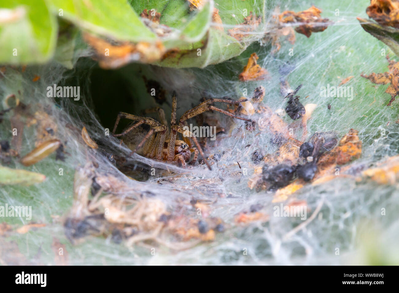 Labyrinth Spider Agelena Labyrinthica High Resolution Stock Photography ...