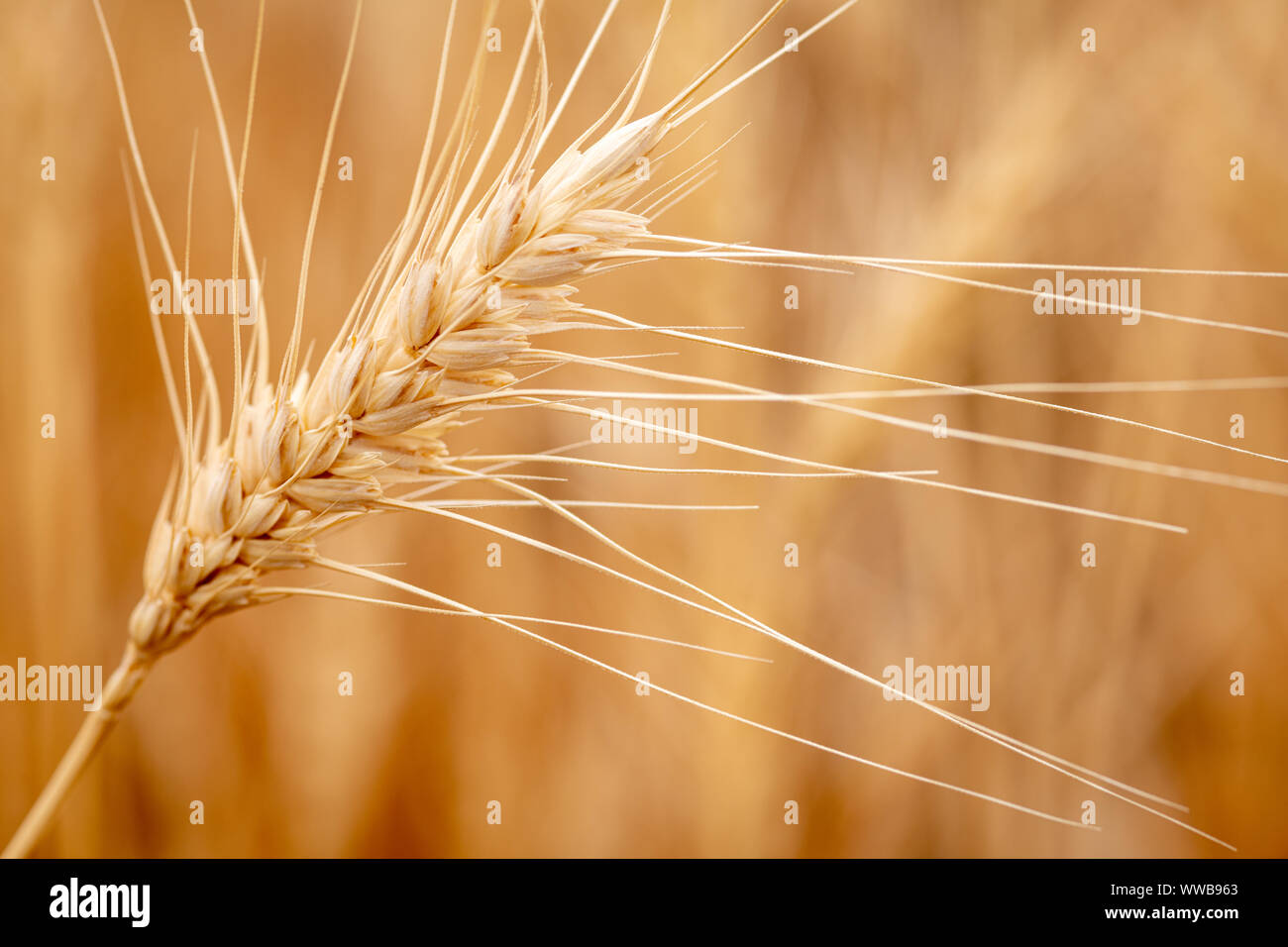 Harvest colors hi-res stock photography and images - Alamy