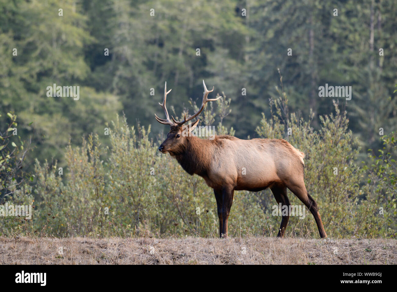 Elk Does And Bucks High Resolution Stock Photography and Images - Alamy