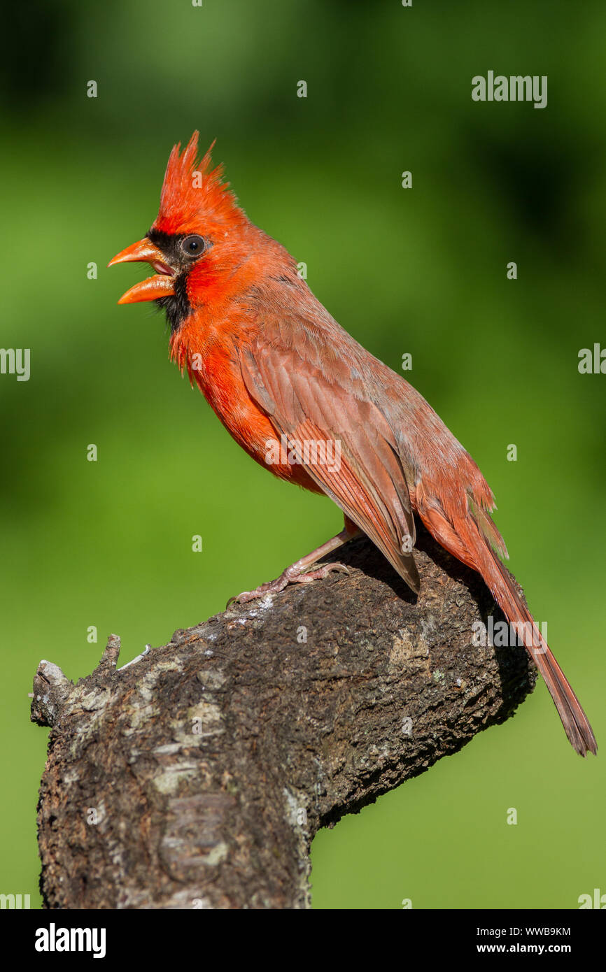 Northern cardinal demonstrating a threat display Stock Photo - Alamy