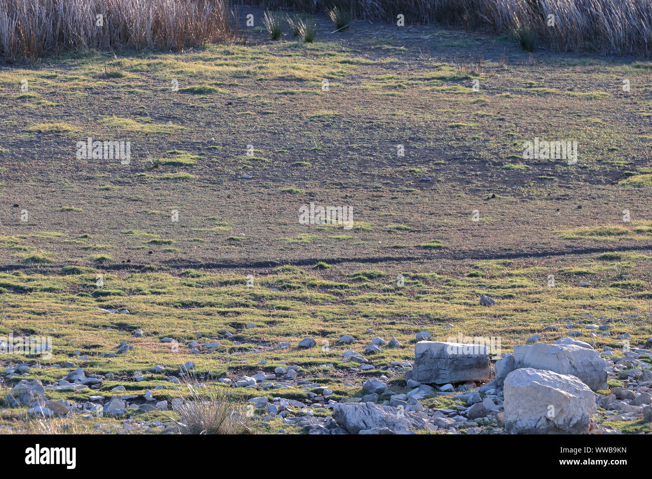 a meadow with rocks in front of the lake Stock Photo - Alamy