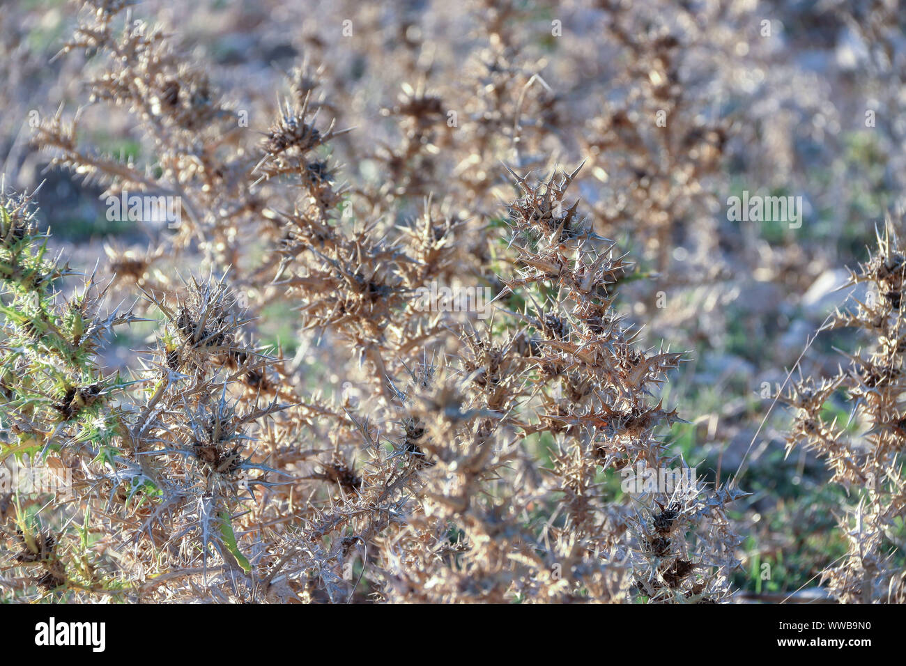 Albero par hi-res stock photography and images - Alamy
