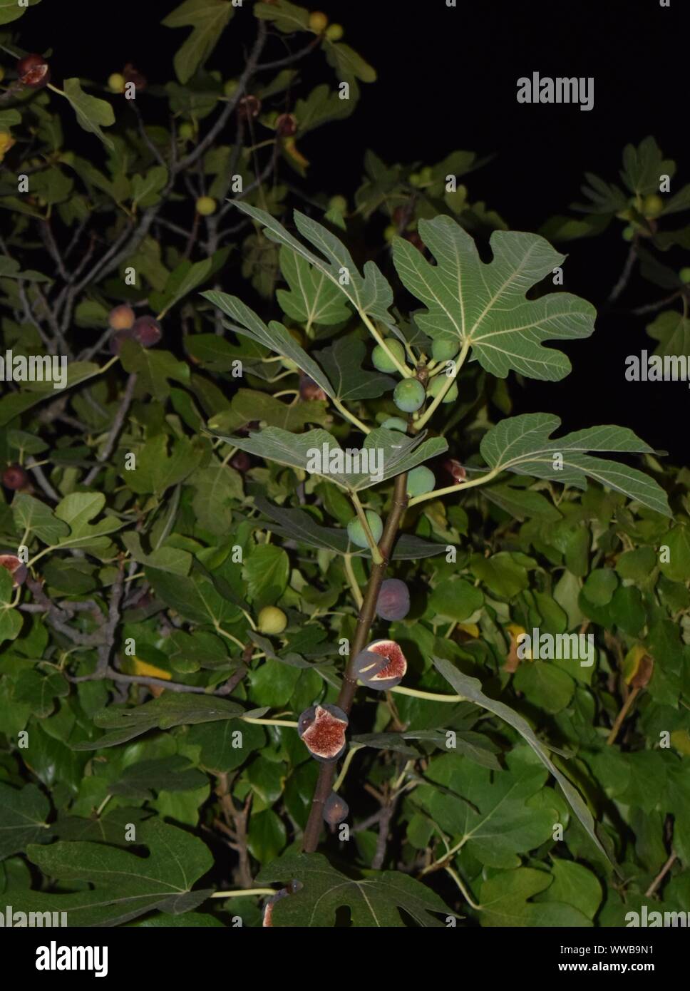 fig, tree, figs, garden, plant, Zakynhos, island, Greece Stock Photo ...