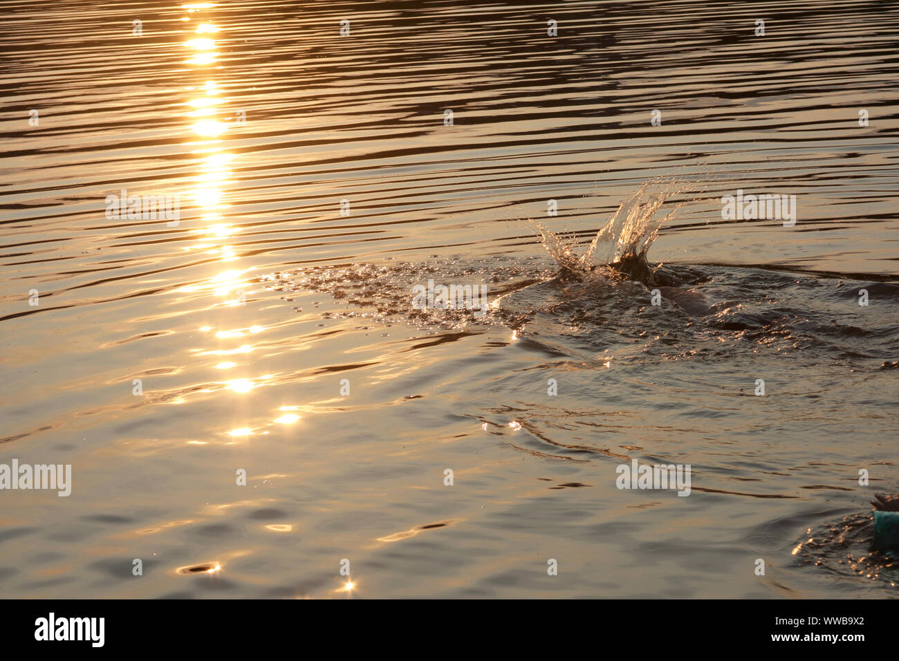 Beautiful lake water surface at sunset Stock Photo - Alamy