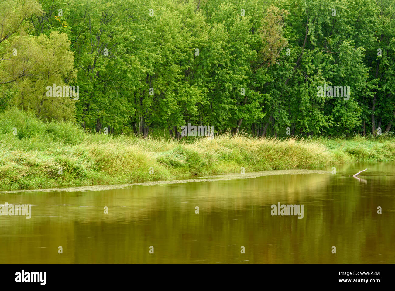 Mississippi River with ash tree reflections, Jacobson, Minnesota, USA ...
