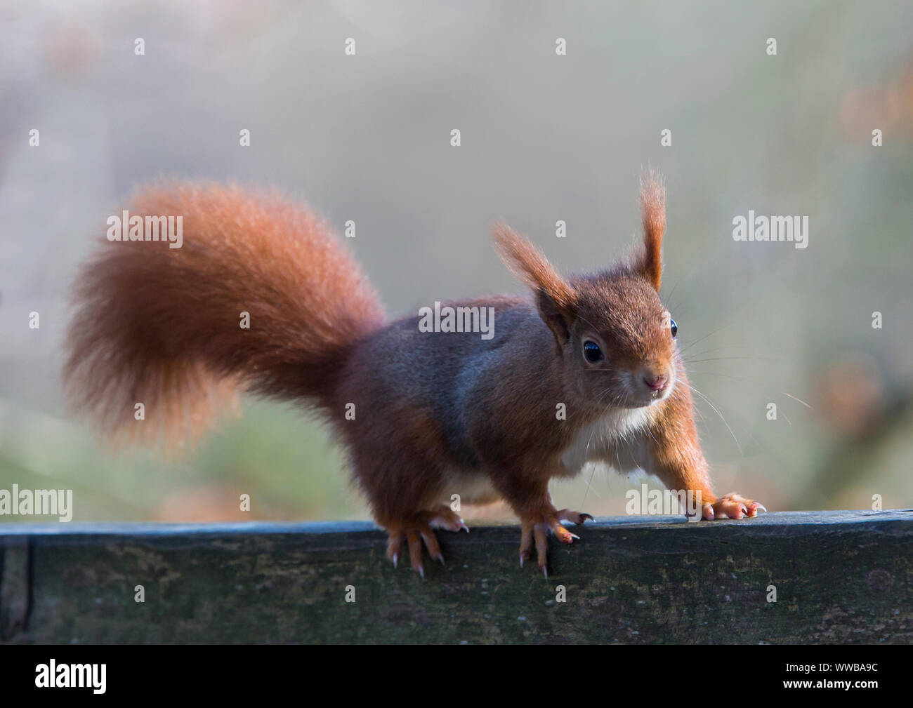 Sciurus vulgaris park hi-res stock photography and images - Alamy