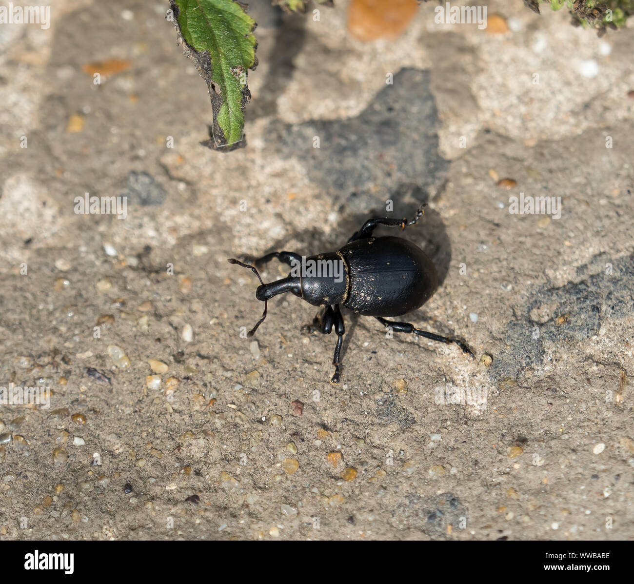 Liparus coronatus hi-res stock photography and images - Alamy