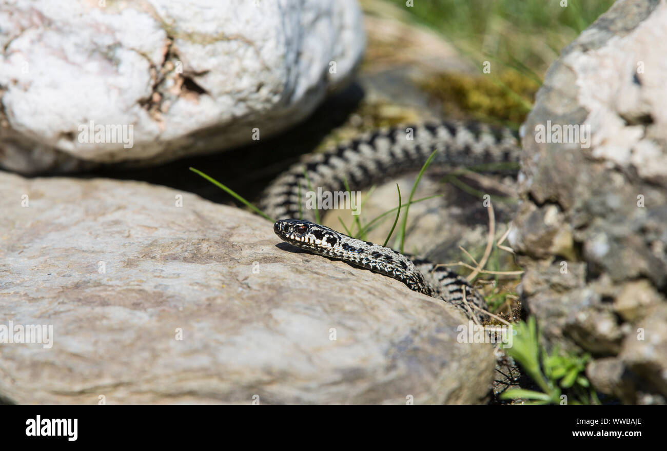 Basking adder hi-res stock photography and images - Alamy