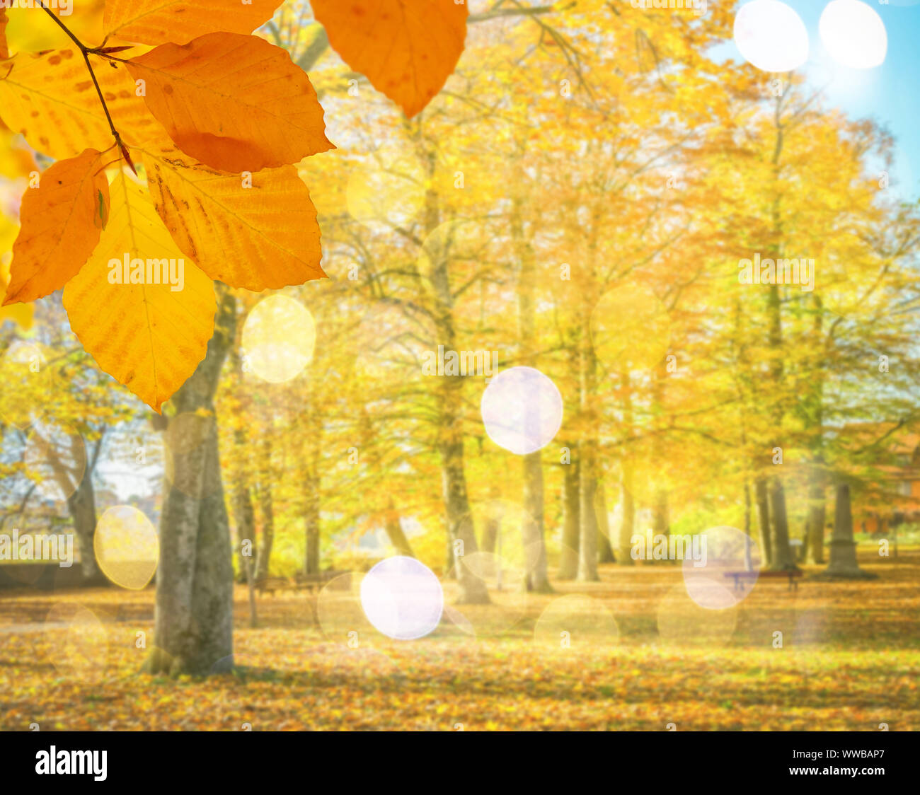 Vibrant fall foliage Stock Photo - Alamy