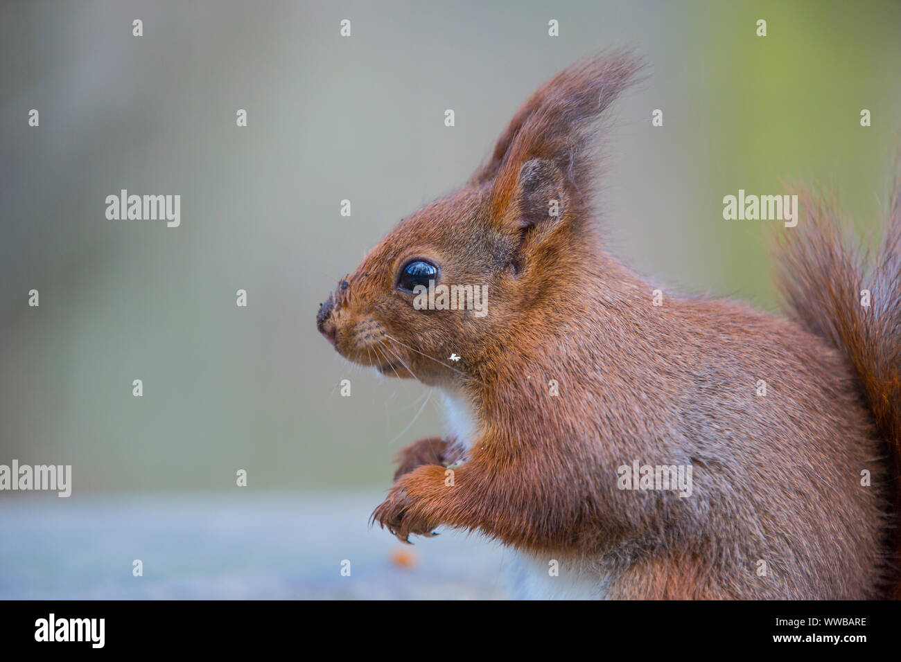 Red squirrel breeding program hi-res stock photography and images - Alamy
